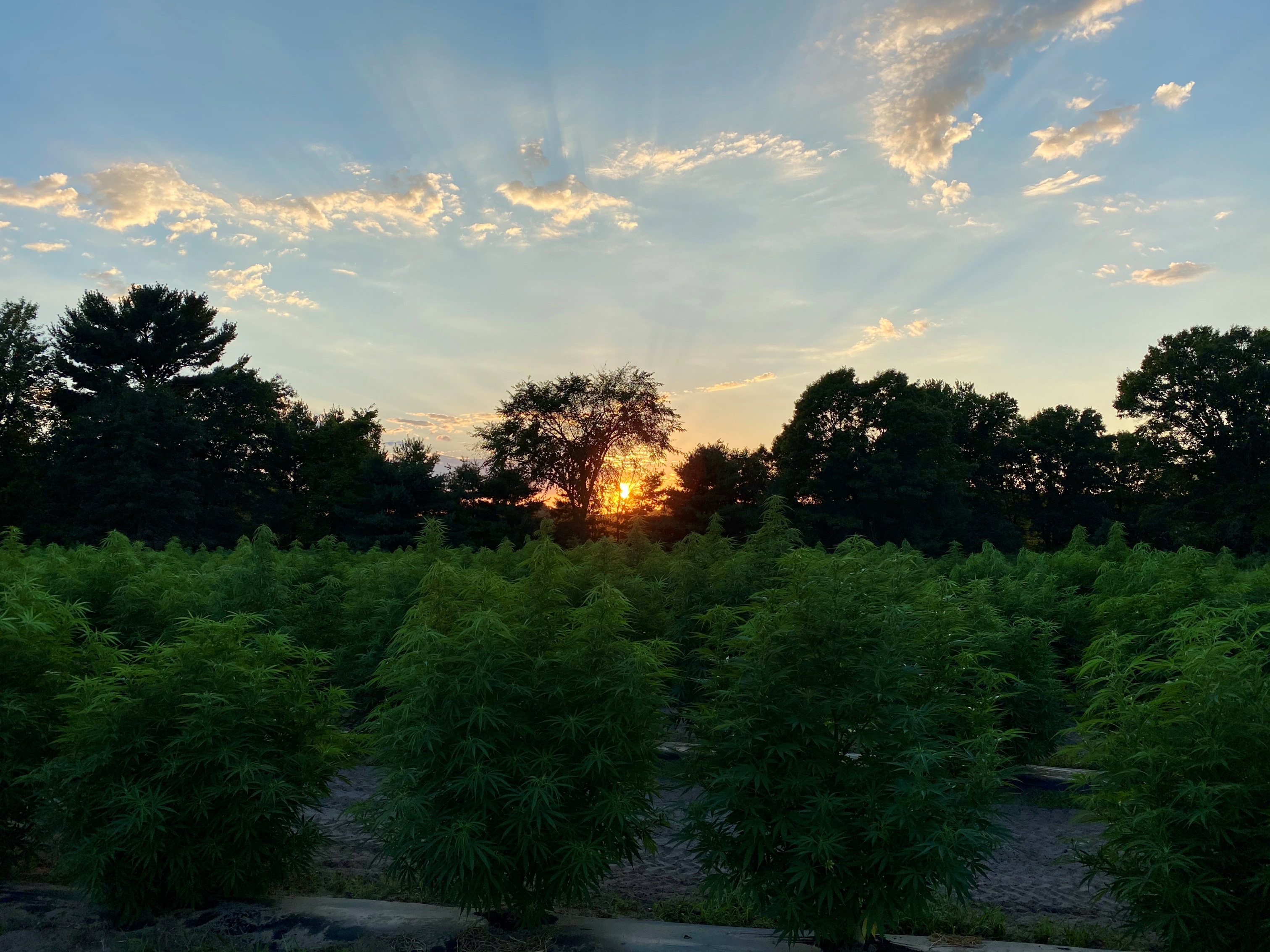 SwampBuck Farms Dry-Farmed - Sustainably Grown